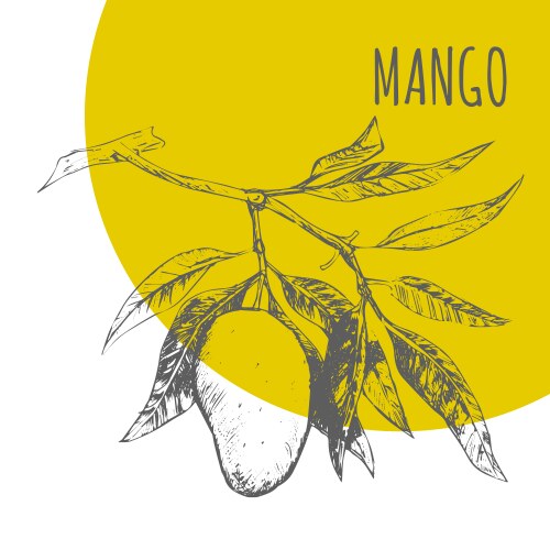 Mango Black and White Vector Images (over 5,900)
