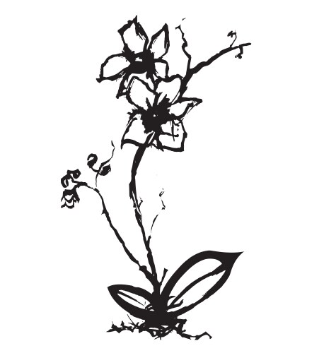 Orchid Royalty Free Vector Image - VectorStock