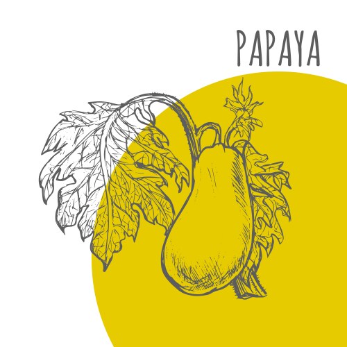 Papaya Outline Vector Images (over 1,100)