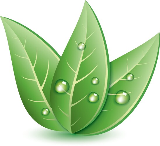 Two green leaves Royalty Free Vector Image - VectorStock