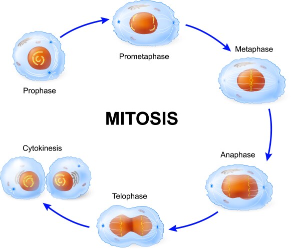 Mitosis scheme Royalty Free Vector Image - VectorStock