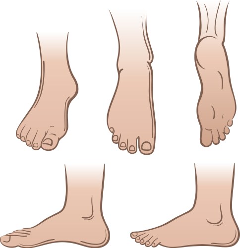 Foot Outline Feet Vector Images (over 2,400)
