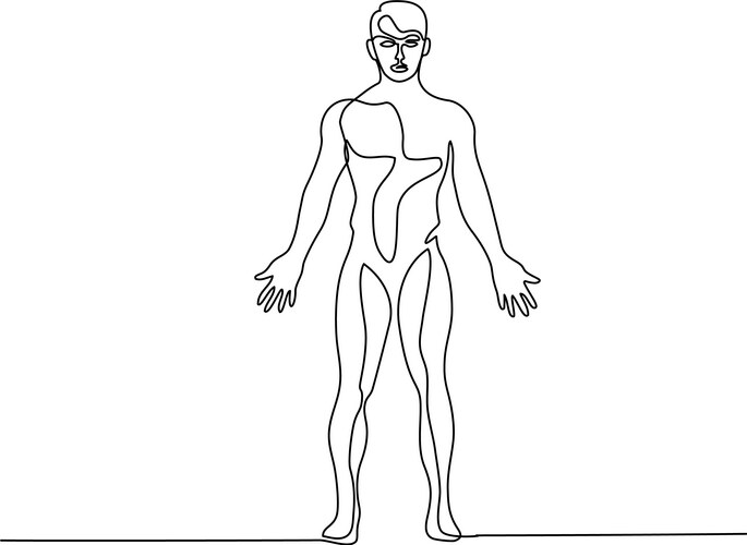 Anatomy of penis Royalty Free Vector Image - VectorStock
