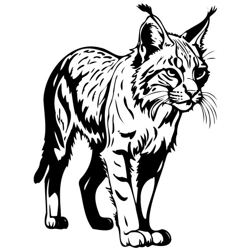 Bobcat sketch realistic animal monochrome drawing Vector Image