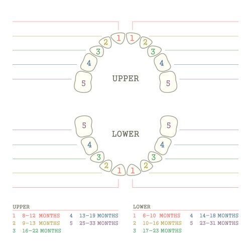 Tooth chart human teeth Royalty Free Vector Image