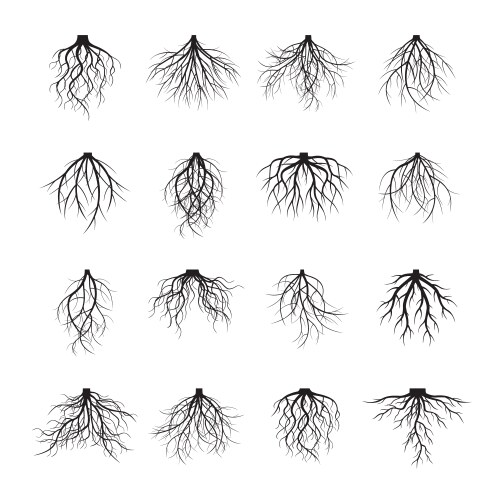 Drawing of Plant Roots Vector Images (over 15,000)