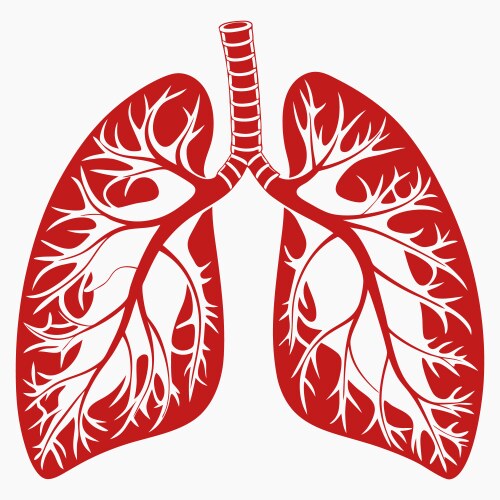Lungs Vector Images (over 52,000)
