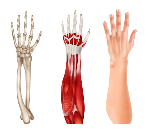 Hands realistic gestures human palms and fingers Vector Image