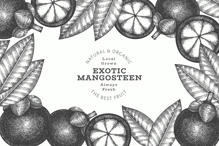 Mangosteen round frame Royalty Free Vector Image