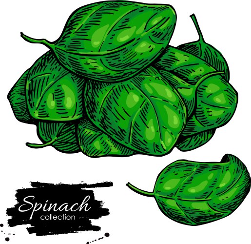 A bundle of spinach Royalty Free Vector Image - VectorStock