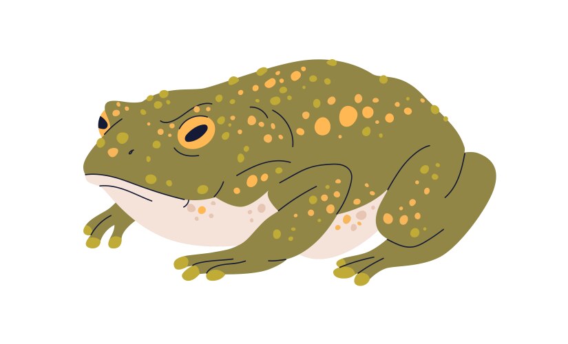 Toad Royalty Free Vector Image - VectorStock