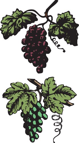 Grapes Vineyard Vector Images (over 22,000)