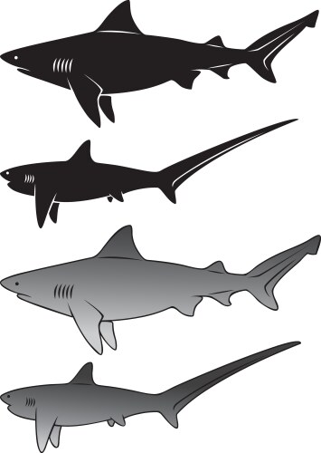 Shark Outline Vector Images (over 7,600)