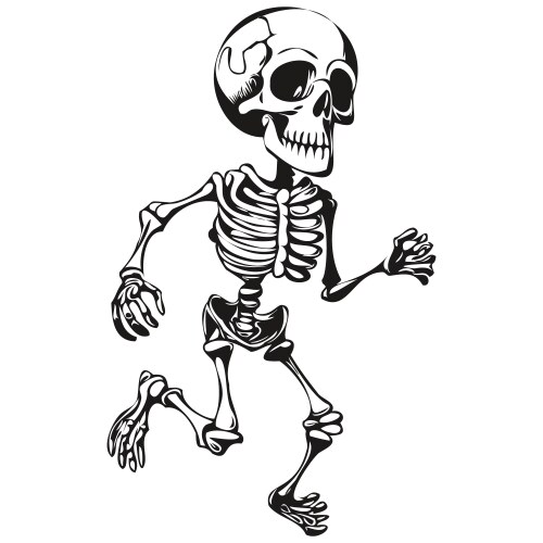 Skeleton Royalty Free Vector Image - VectorStock