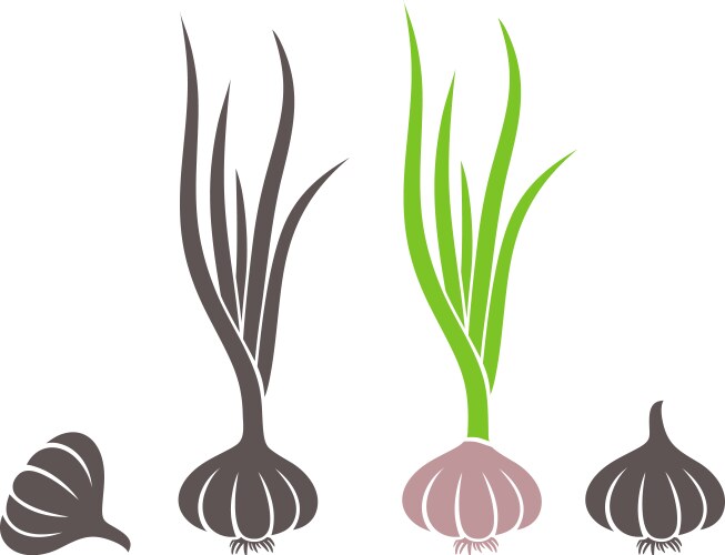 Garlic Royalty Free Vector Image - VectorStock