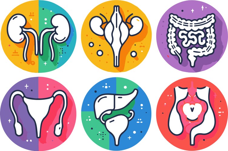 Six human internal organs Royalty Free Vector Image