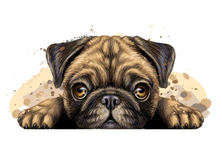 Pug Vector Images (over 12,000)