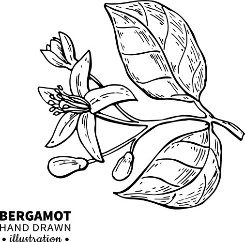 Raw grain or coffee beans on branch isolated Vector Image