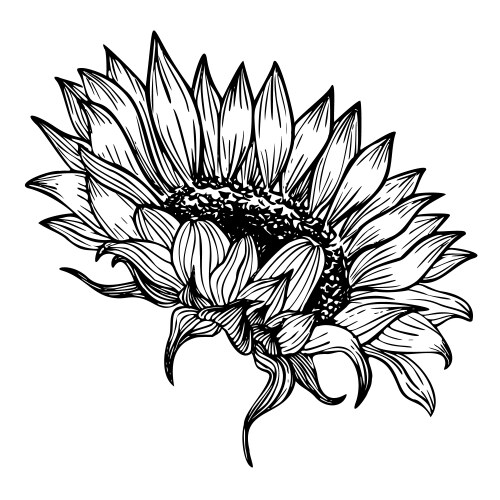 Sunflower Outline Vector Images (over 12,000)