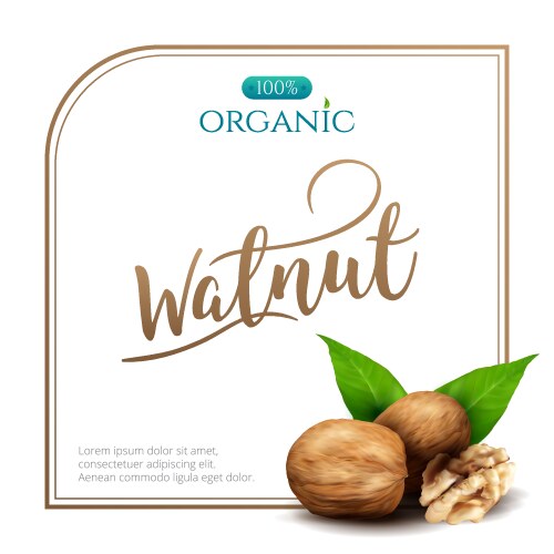 Realistic Walnut Vector Images (over 710)