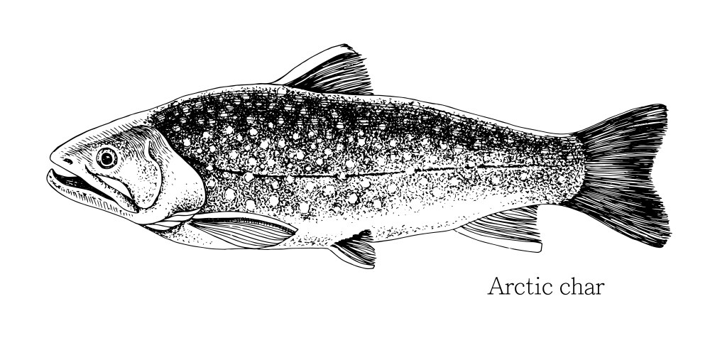 Realistic salmon Royalty Free Vector Image - VectorStock