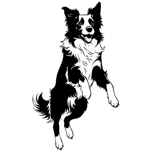 Border Collie Vector Images (over 1,700)