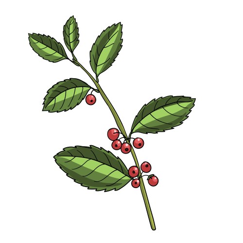 Yerba mate frame Royalty Free Vector Image - VectorStock