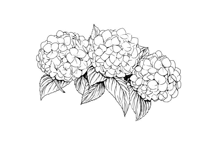 Hand drawn ink sketch heart-shaped hydrangea Vector Image