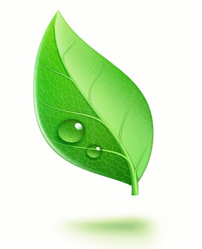 Green leaf Royalty Free Vector Image - VectorStock