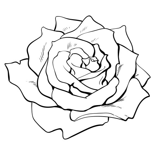 Deep pink rose top view isolated sketch Royalty Free Vector