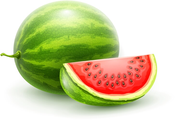 Realistic watermelon Royalty Free Vector Image