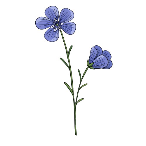 Drawing flax plant Royalty Free Vector Image - VectorStock