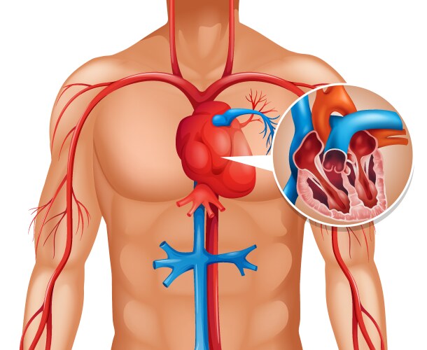 Heart and pacemaker cardiology Royalty Free Vector Image