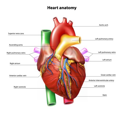 Anatomical Heart Diagram Royalty Free Vector Image