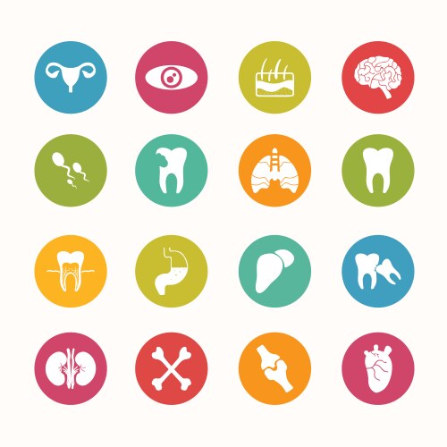 Scientific medical human anatomy Royalty Free Vector Image