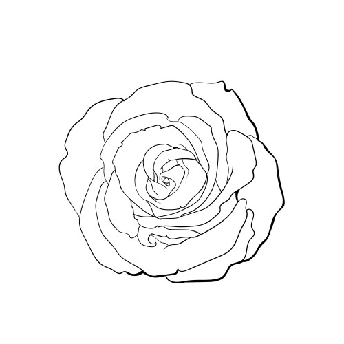 Deep pink rose top view isolated sketch Royalty Free Vector