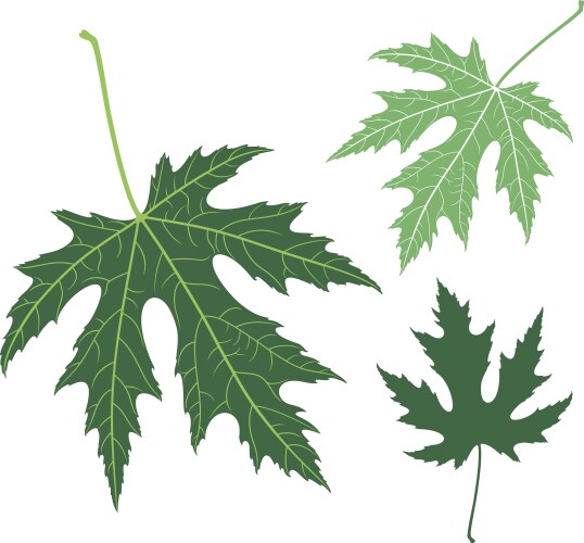 Maple Leaf Vector Images (over 85,000)