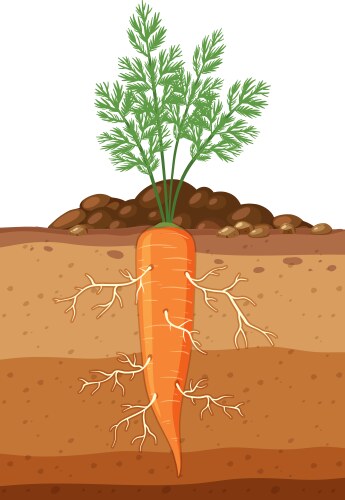 Cartoon Plant Root Vector Images (over 13,000)