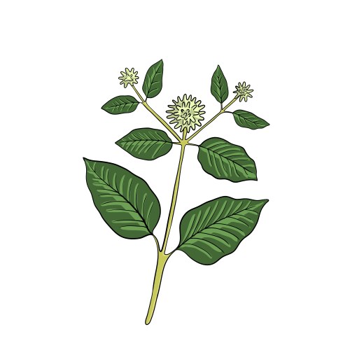 Kratom leaf icon Royalty Free Vector Image - VectorStock