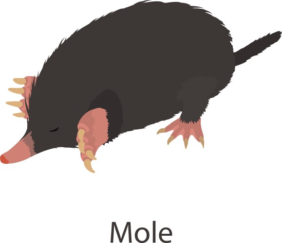 Little cute mole on white background Royalty Free Vector