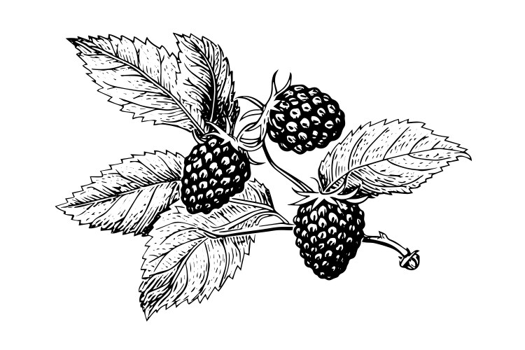 Bramble Vector Images (over 1,400)
