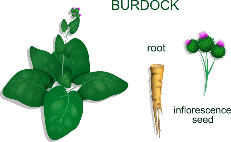 Burdock Root Vector Images (63)