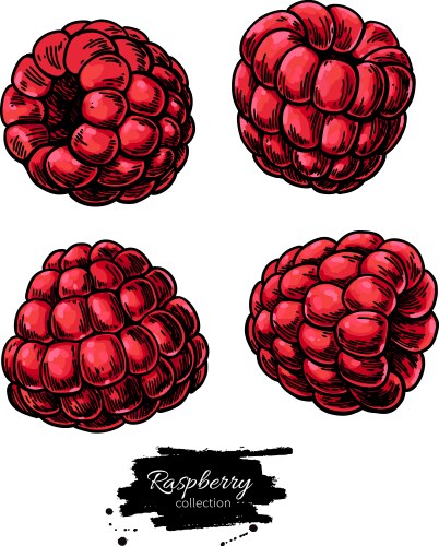 Raspberry isolated Royalty Free Vector Image - VectorStock