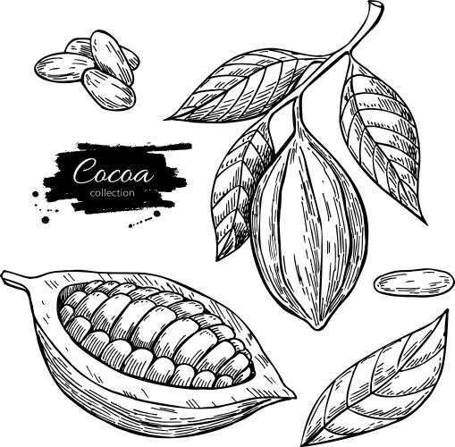 Cocoa frame superfood drawing template Royalty Free Vector