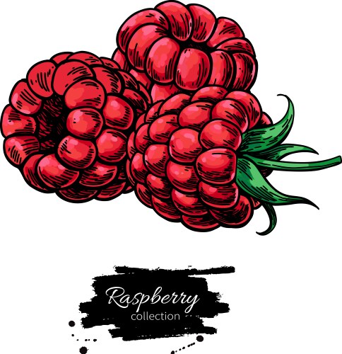 Raspberry isolated Royalty Free Vector Image - VectorStock