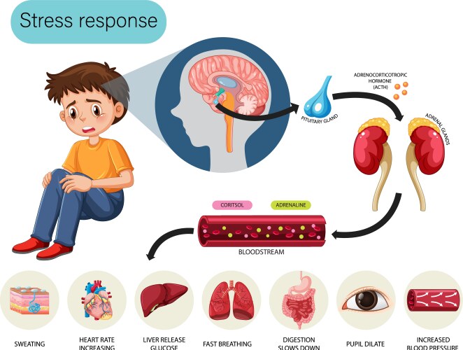 Stress response anatomical diagram with body inner