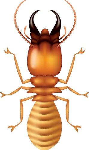Termite insect colorful cartoon character Vector Image