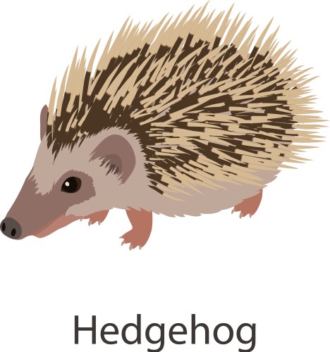 Cute hedgehog Royalty Free Vector Image - VectorStock
