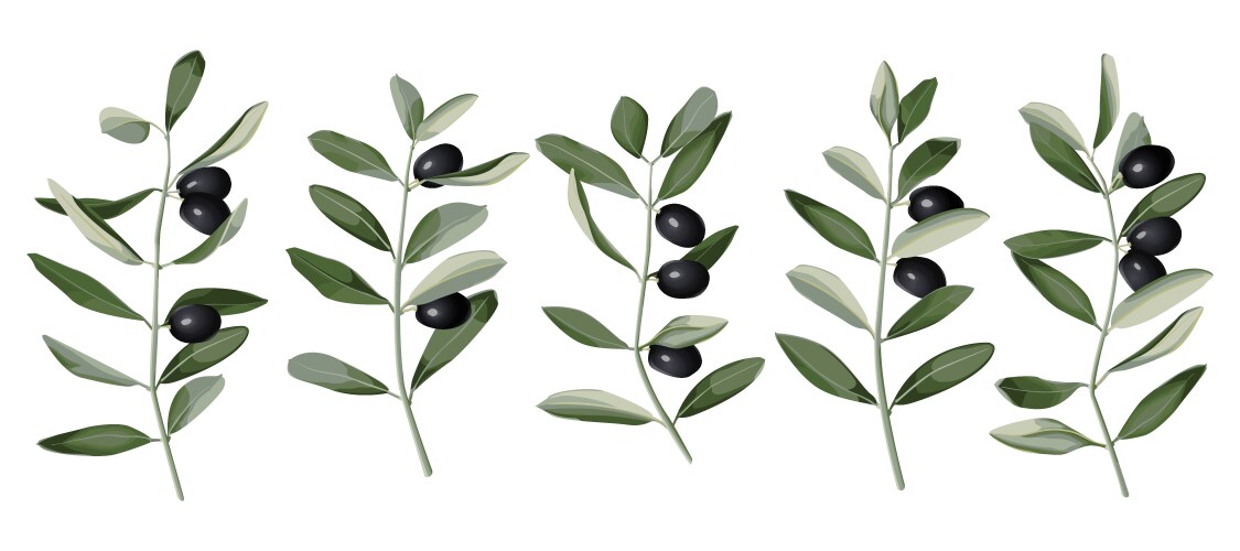 Olive branch Royalty Free Vector Image - VectorStock