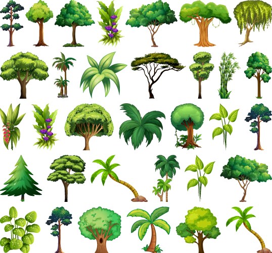 Collection of tropical trees palms and other Vector Image